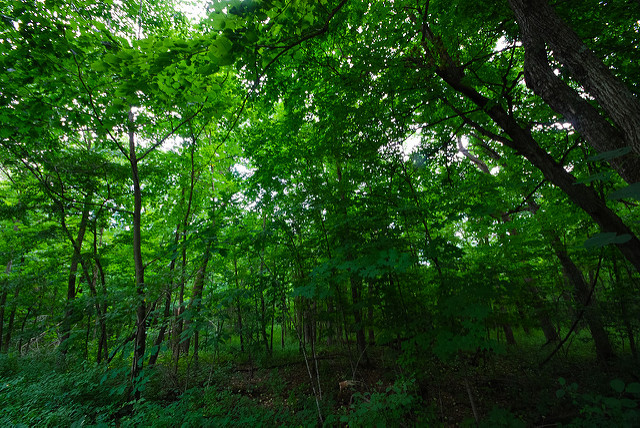 Waterloo Quartzite Outcrops, SNA #605 (141/675) – State Natural Areas ...