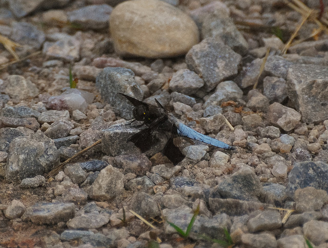 Waterloo Quartzite Outcrops, SNA #605 (141/675) – State Natural Areas ...