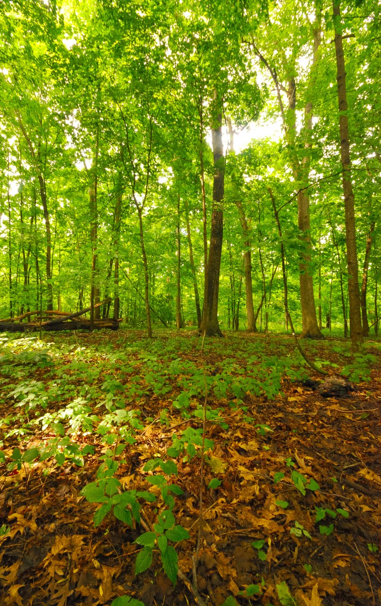 Waupun Park Maple Forest, SNA #51 (174/675) – State Natural Areas of ...