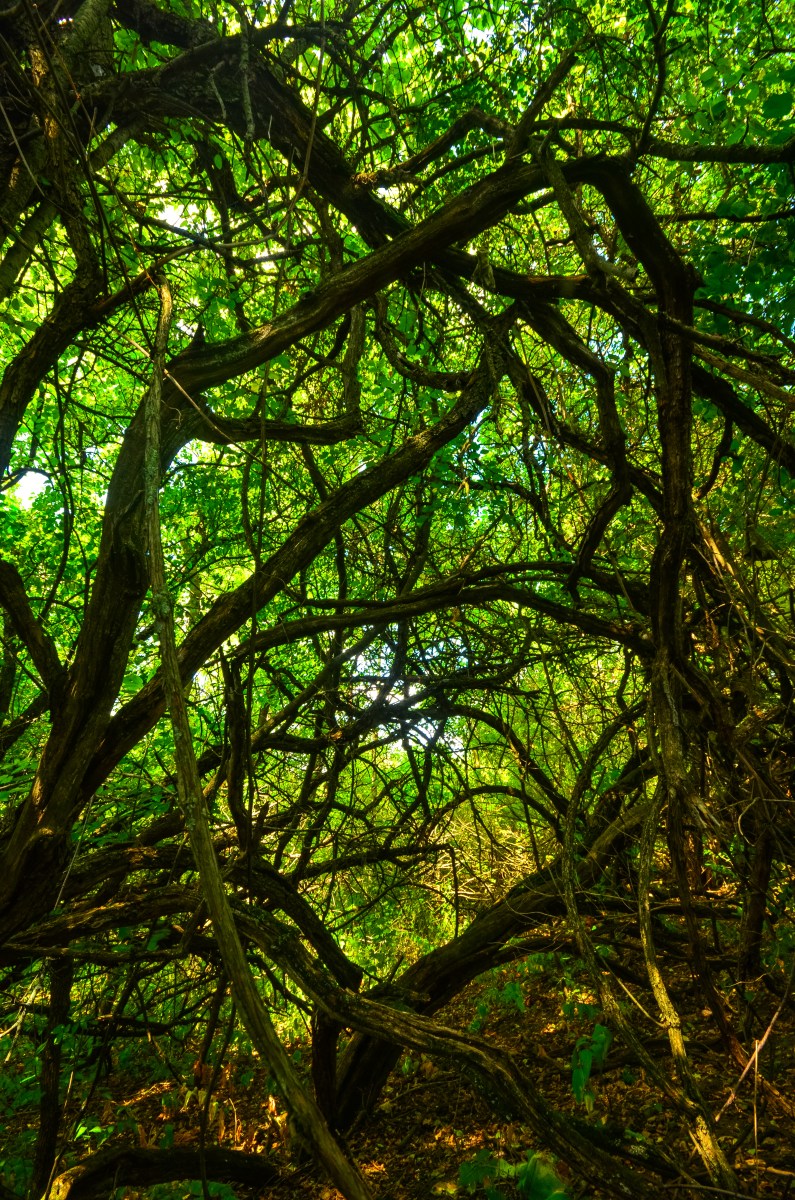 New Munster Bog Island (321/693) – State Natural Areas of Wisconsin